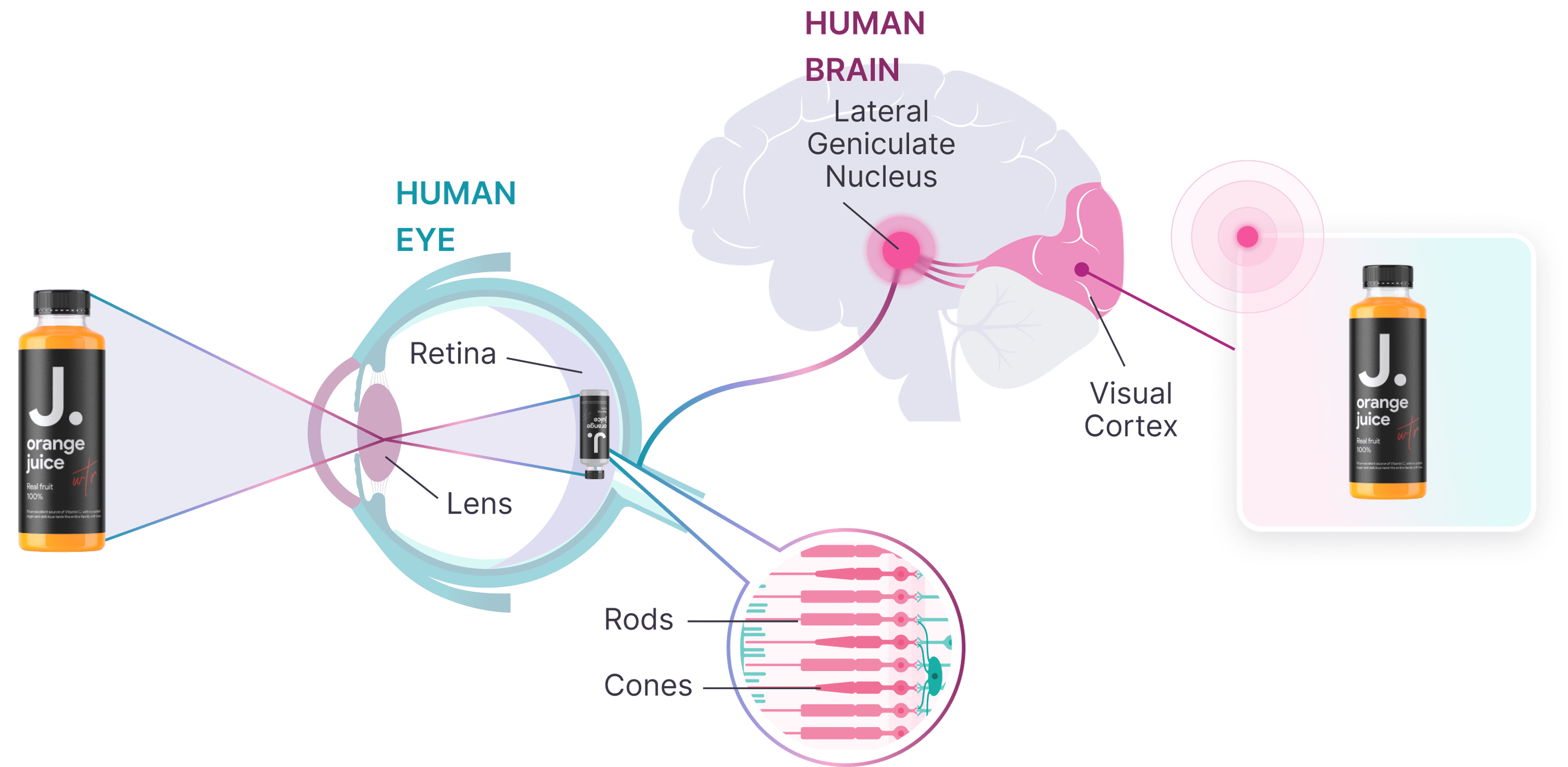 The Science Behind Our Biological Algorithm | Dragonfly AI
