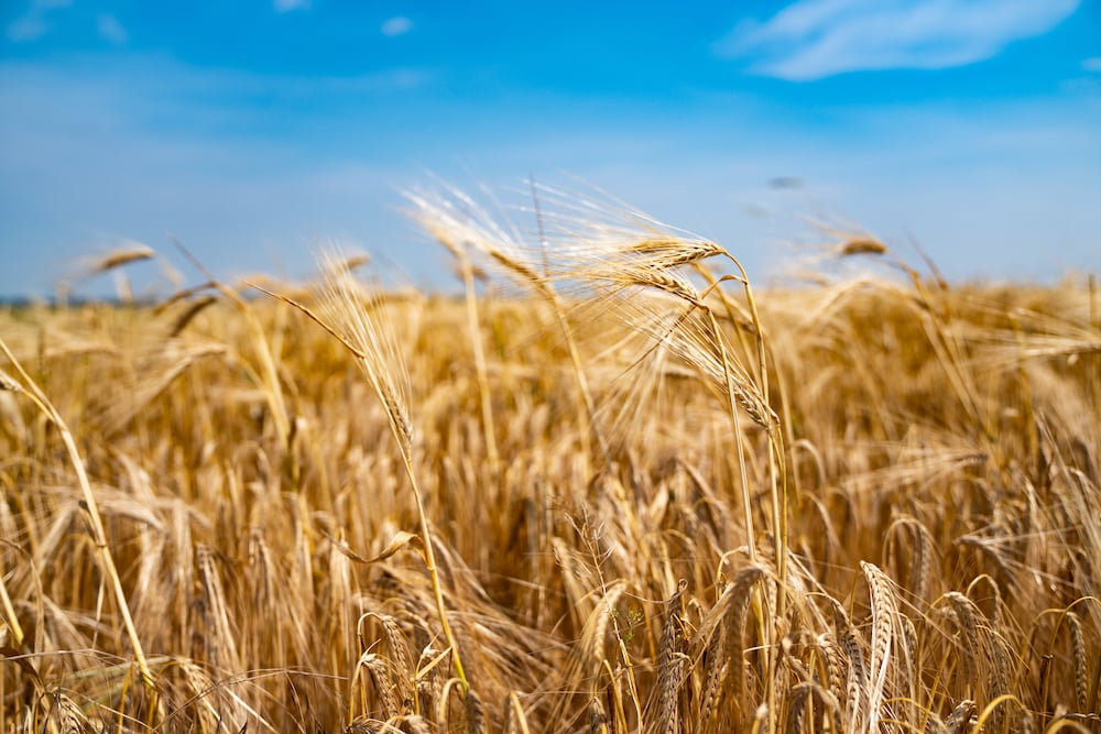 Creative insights for higher impact creative - Dragonfly AI